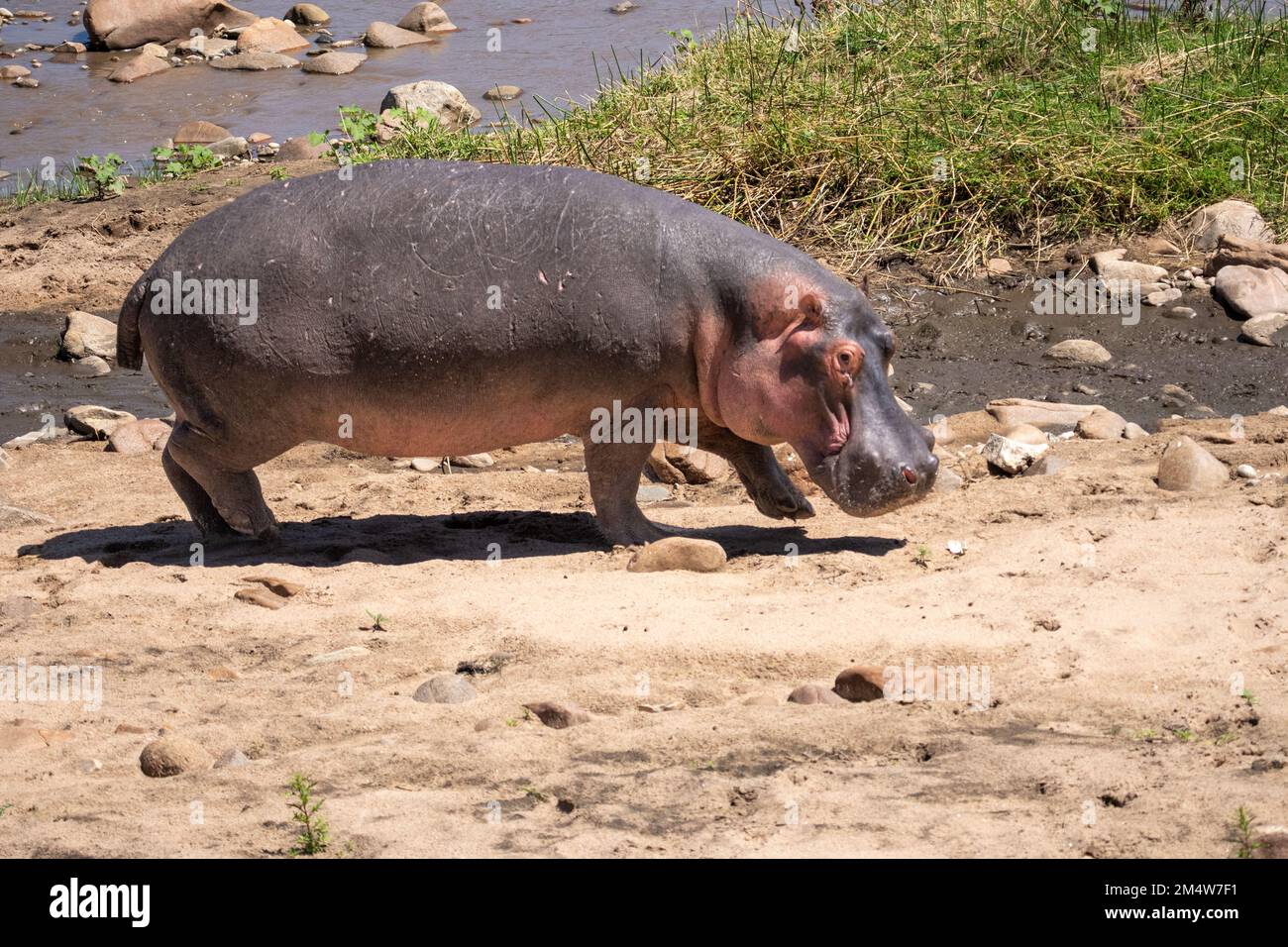 a single hippopotamus on dry land near a river at Serengeti National ...