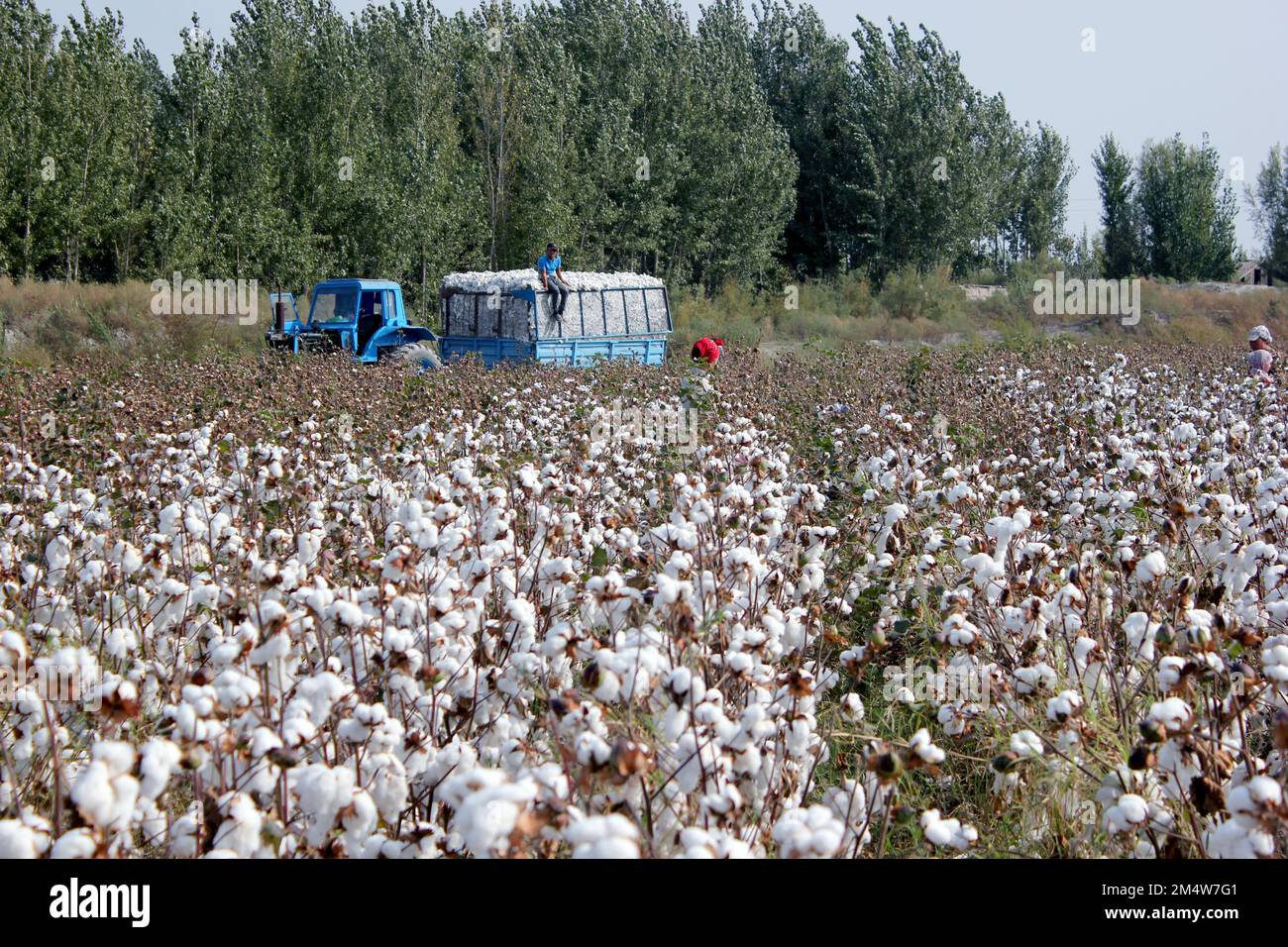 Cotton field farm in Uzbekistan Stock Photo - Alamy