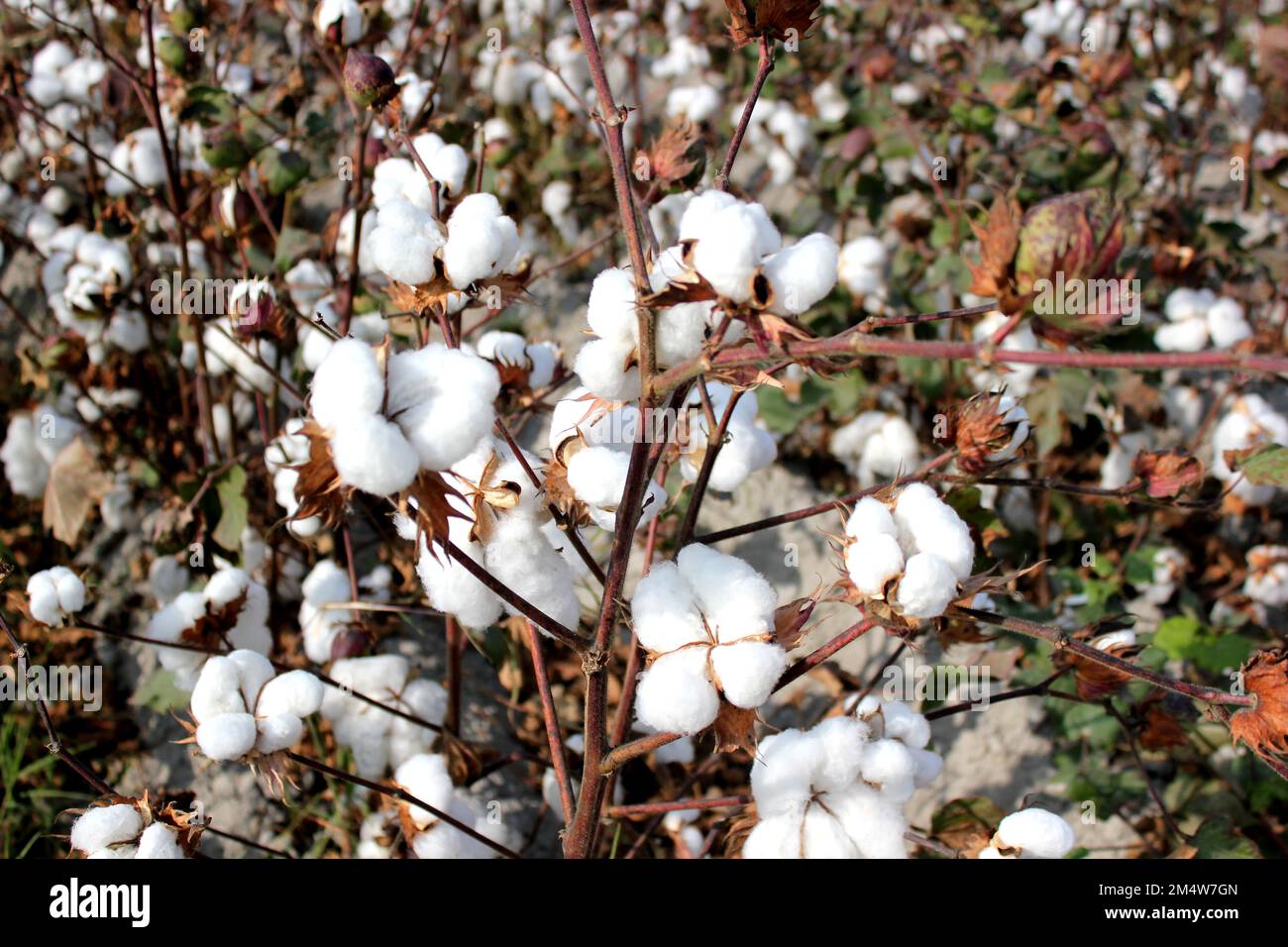 Cotton field farm in Uzbekistan Stock Photo - Alamy