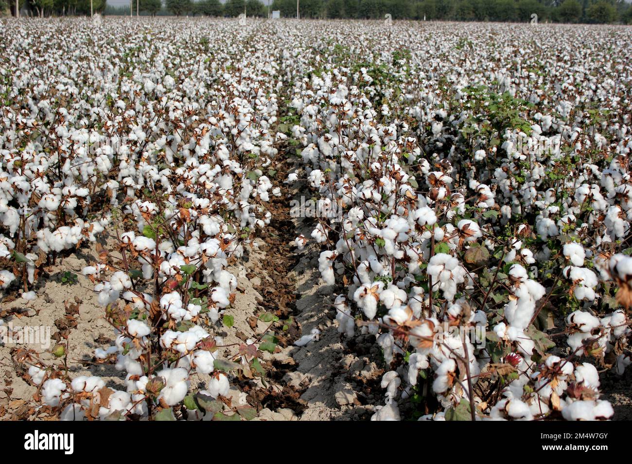 Cotton field farm in Uzbekistan Stock Photo - Alamy