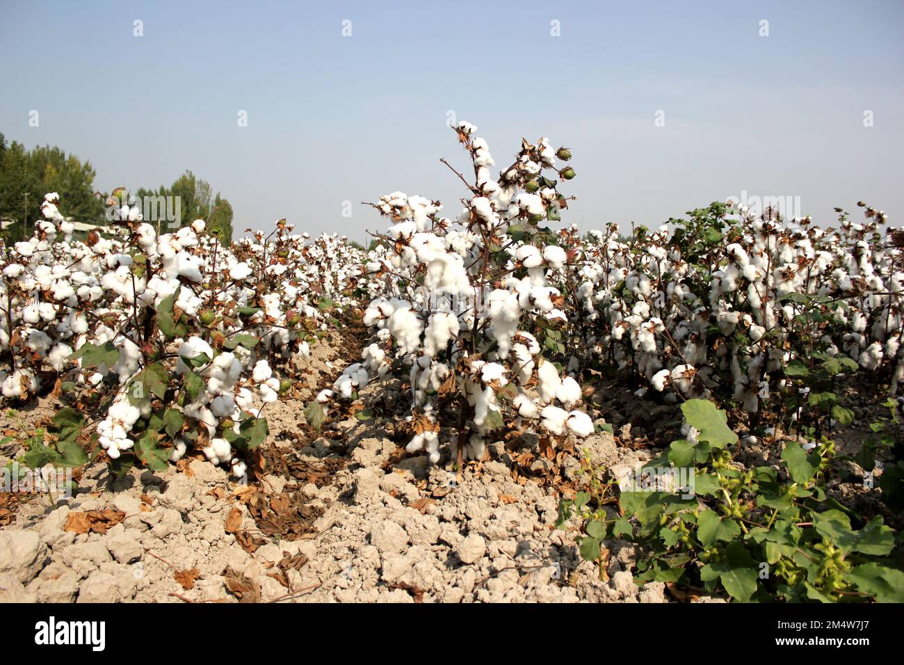 Cotton field farm in Uzbekistan Stock Photo - Alamy