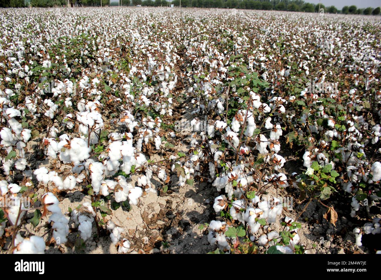 Cotton field farm in Uzbekistan Stock Photo - Alamy