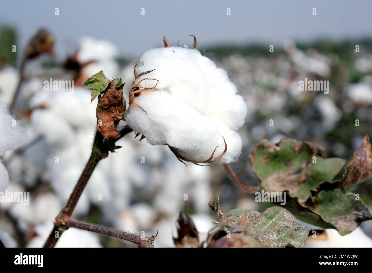 Cotton field farm in Uzbekistan Stock Photo - Alamy