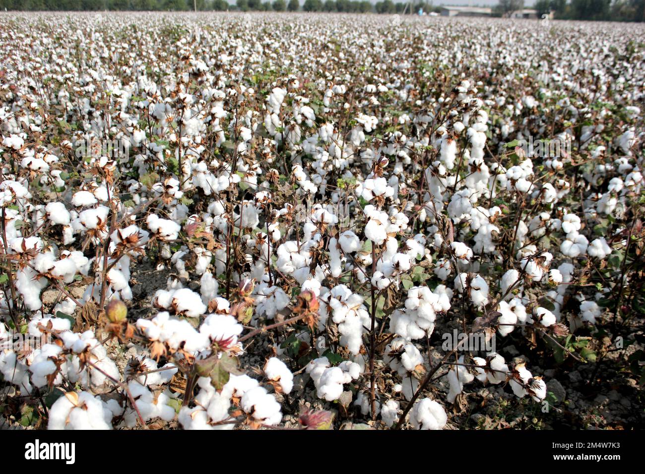 Cotton field farm in Uzbekistan Stock Photo - Alamy
