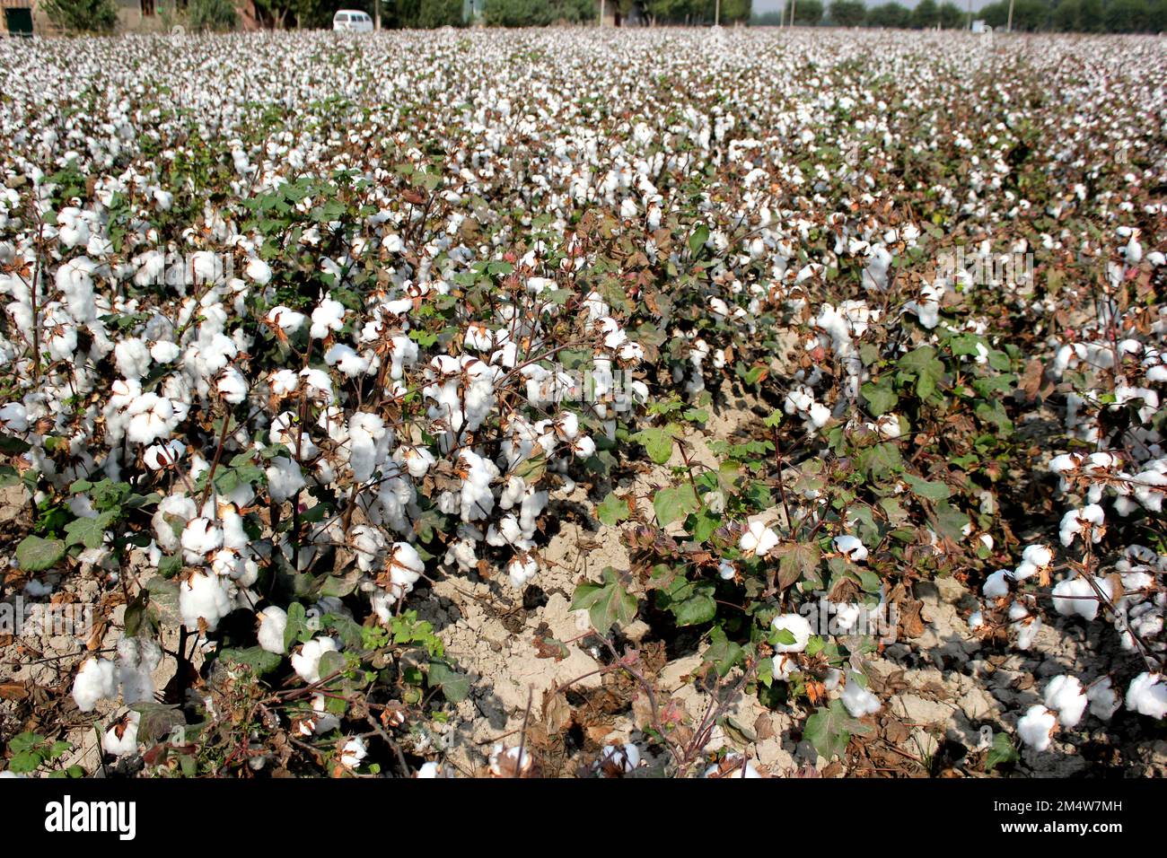 Cotton field farm in Uzbekistan Stock Photo - Alamy
