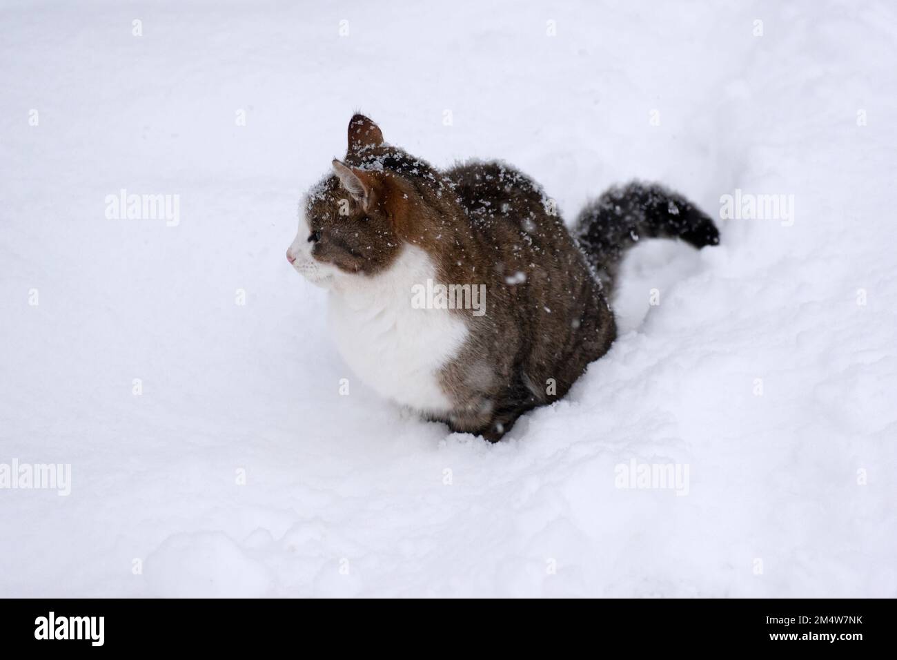 Cute cat snow hi-res stock photography and images - Alamy