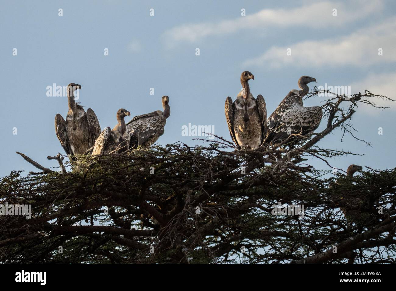 Ruppell's vulture (Gyps rueppellii) on a treetop. This large vulture ...