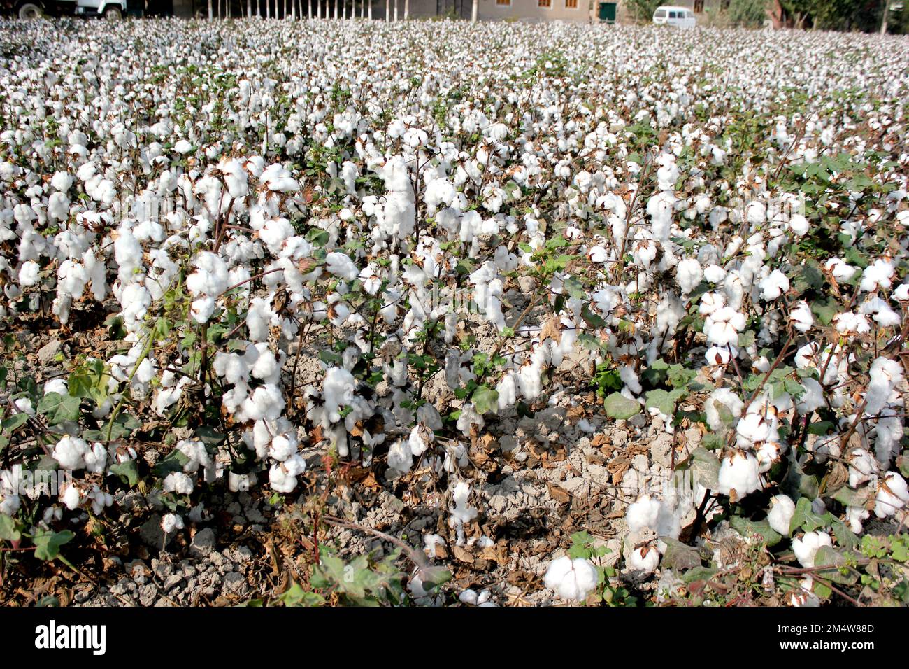 Cotton field farm in Uzbekistan Stock Photo - Alamy