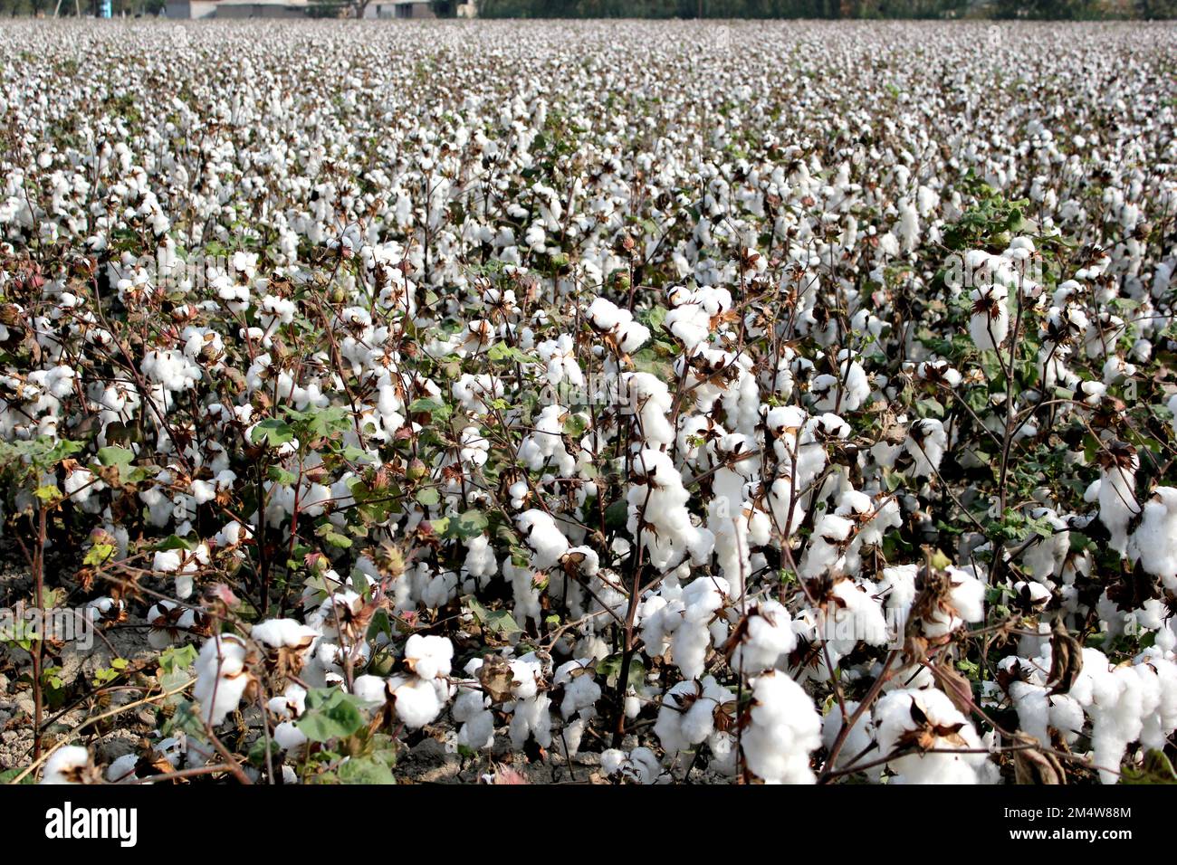 Cotton field farm in Uzbekistan Stock Photo - Alamy