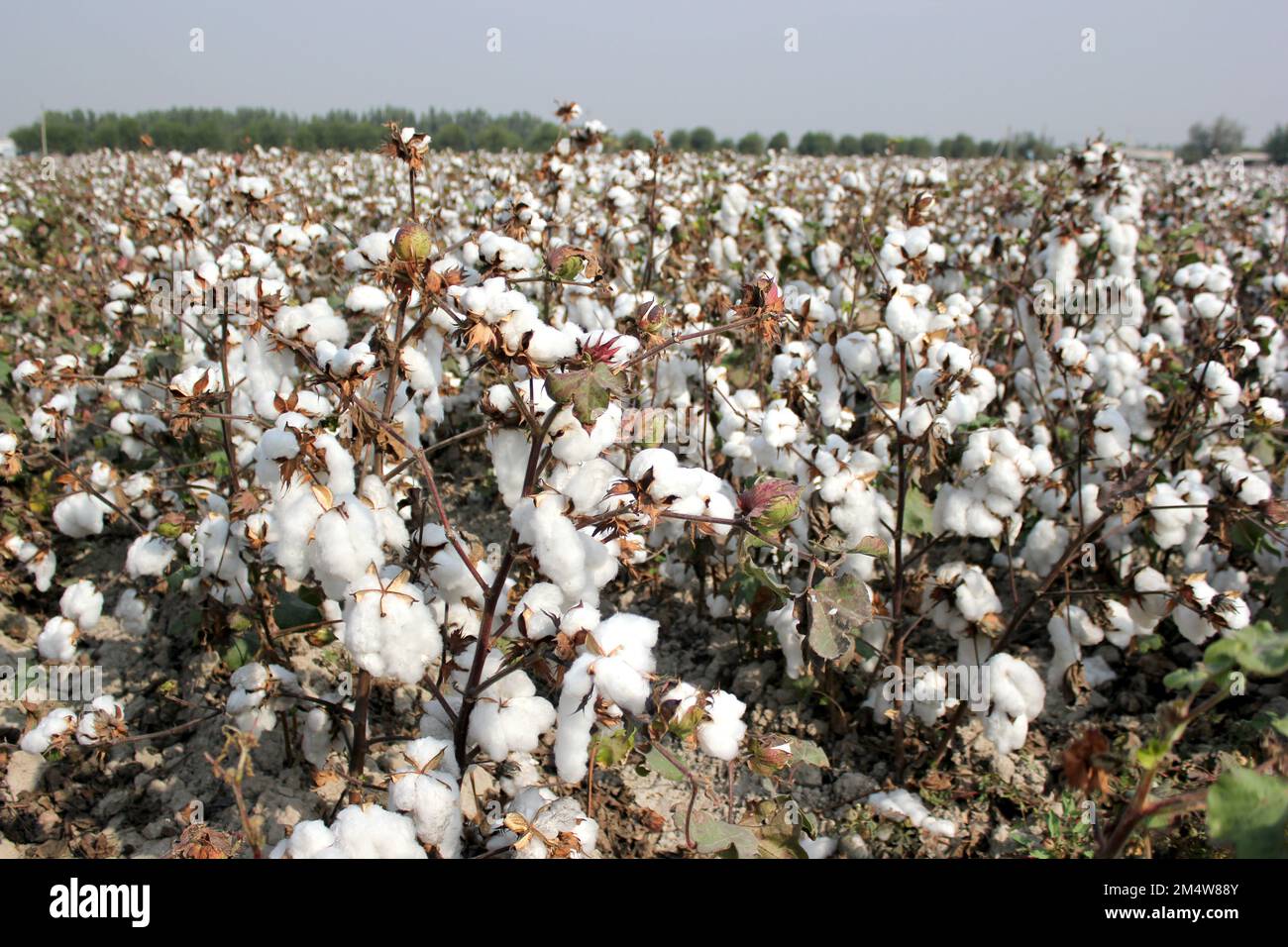 Cotton field farm in Uzbekistan Stock Photo - Alamy
