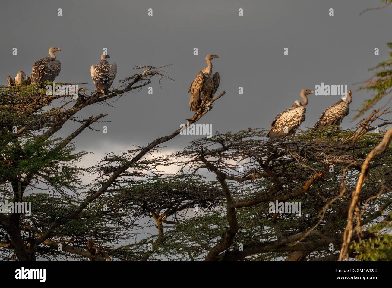 Ruppell's vulture (Gyps rueppellii) on a treetop. This large vulture ...