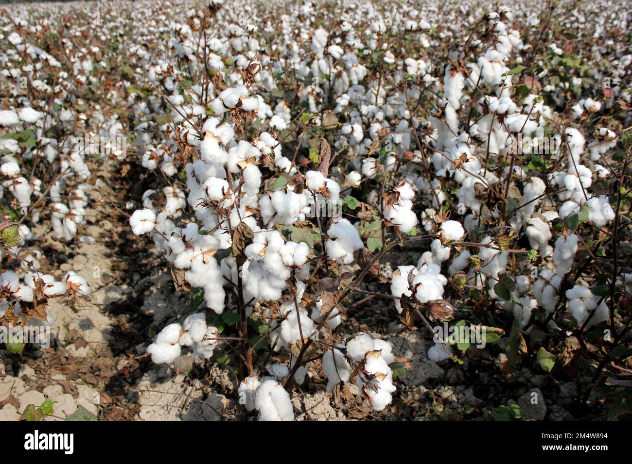 Cotton field farm in Uzbekistan Stock Photo - Alamy