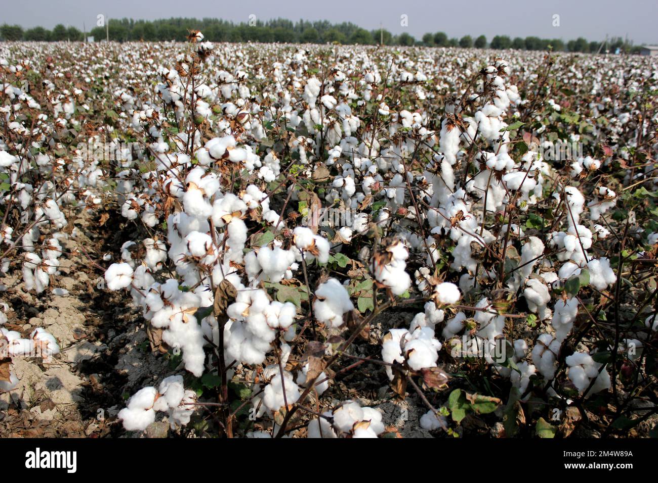 Cotton field farm in Uzbekistan Stock Photo - Alamy