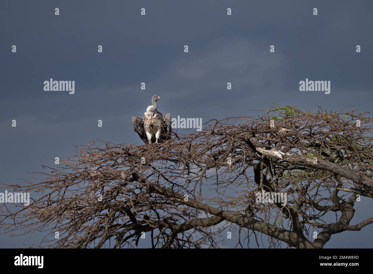 Ruppell's vulture (Gyps rueppellii) on a treetop. This large vulture ...