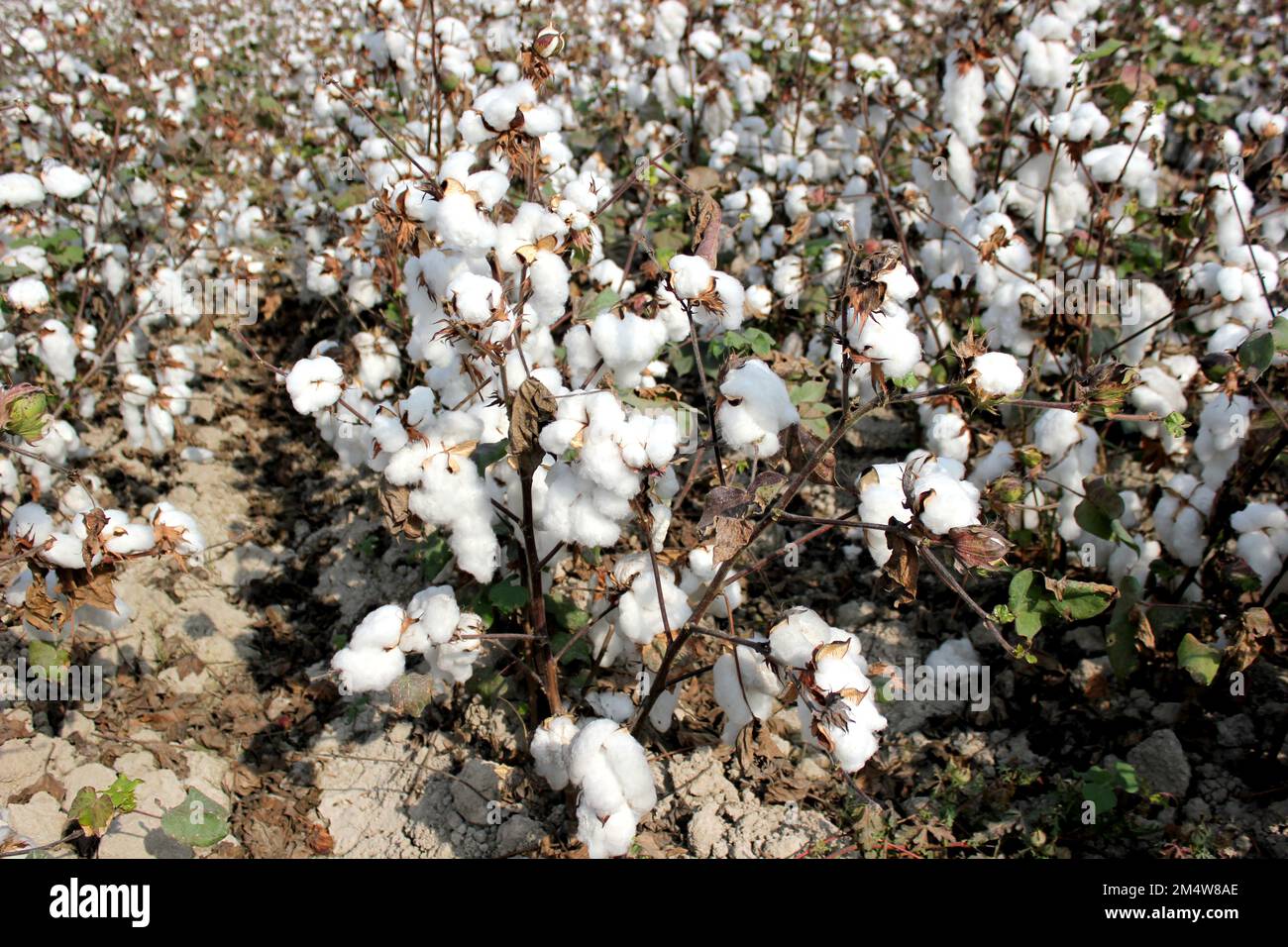 Cotton field farm in Uzbekistan Stock Photo - Alamy