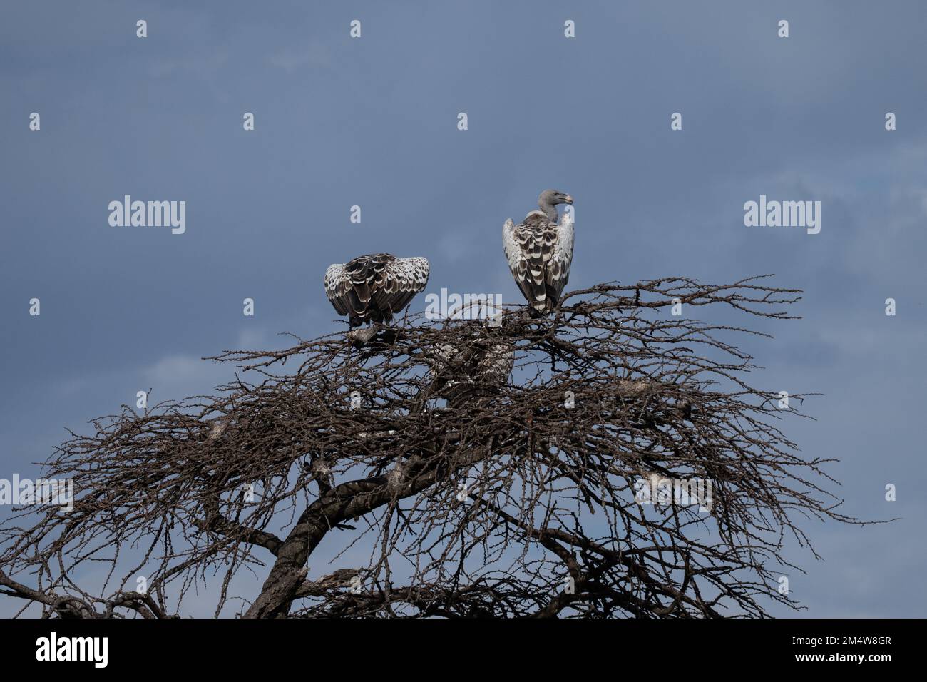 Ruppell's vulture (Gyps rueppellii) on a treetop. This large vulture ...