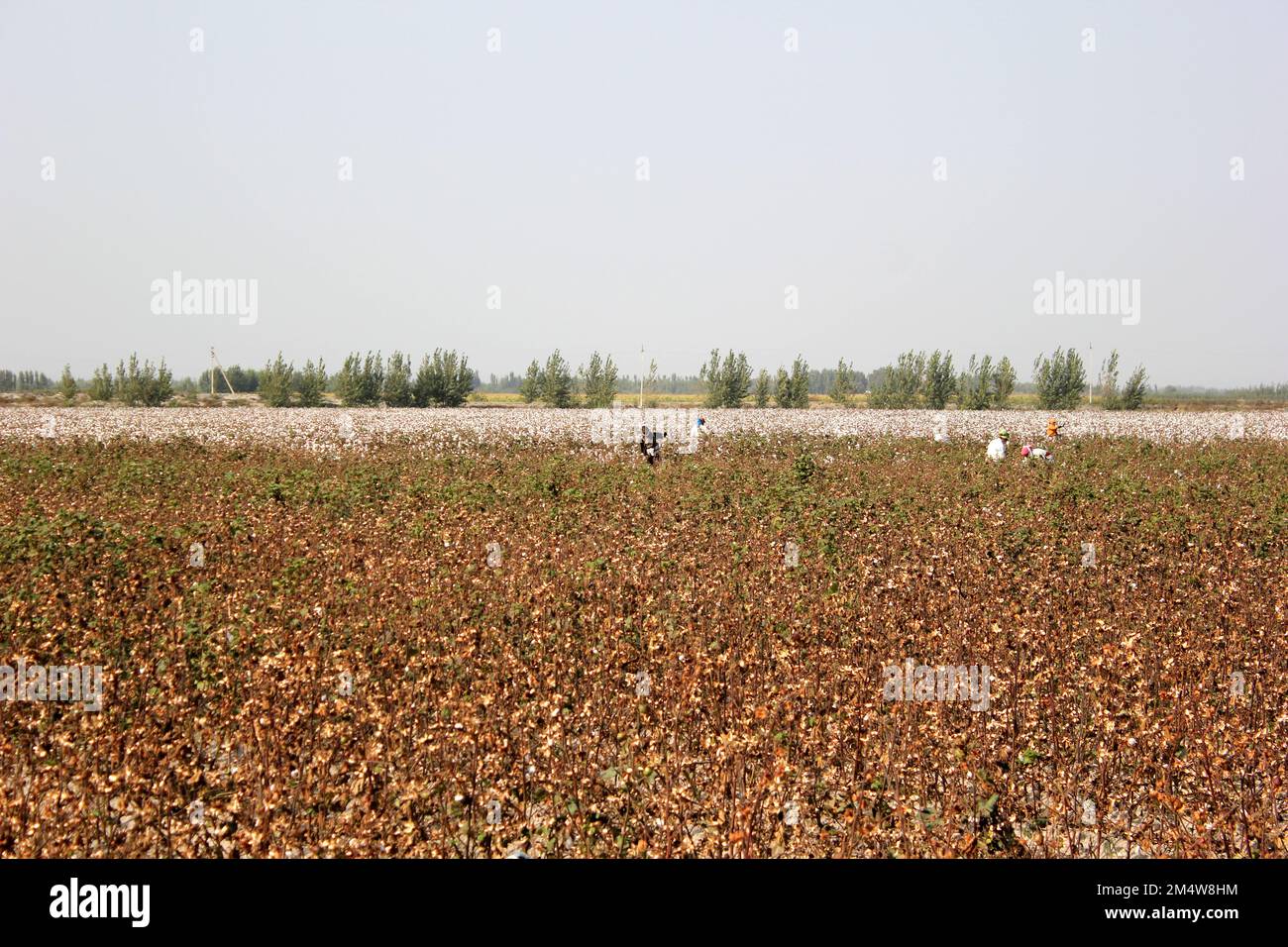 Cotton field farm in Uzbekistan Stock Photo - Alamy