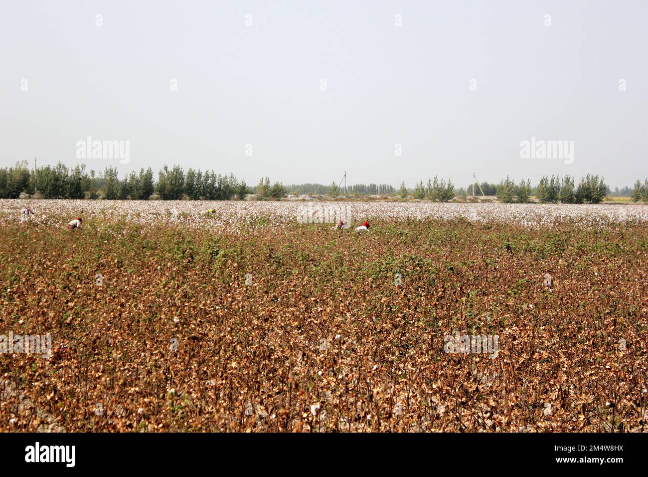 Cotton field farm in Uzbekistan Stock Photo - Alamy