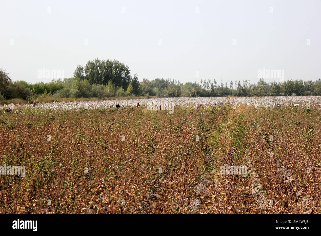 Cotton field farm in Uzbekistan Stock Photo - Alamy