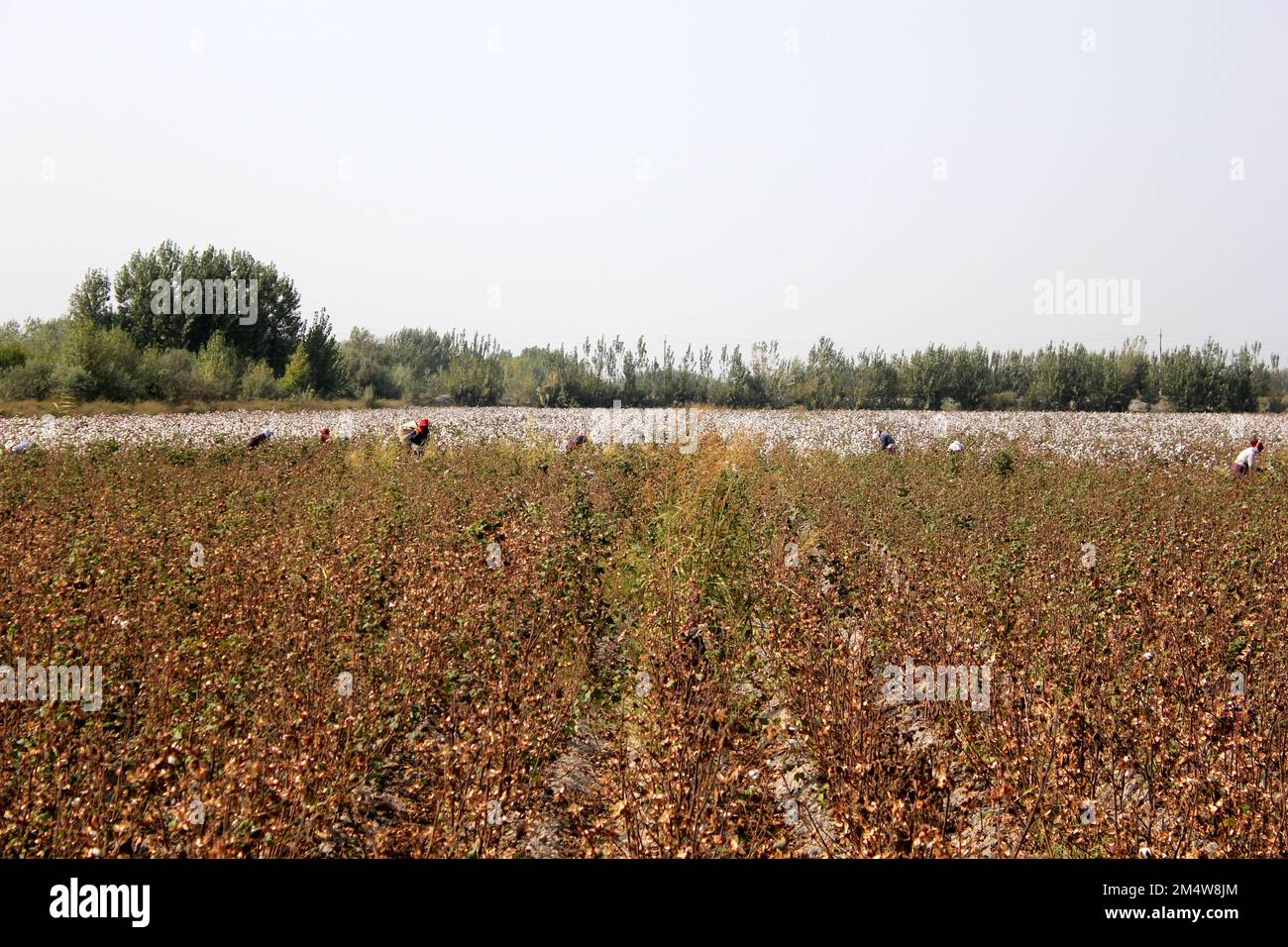 Cotton field farm in Uzbekistan Stock Photo - Alamy