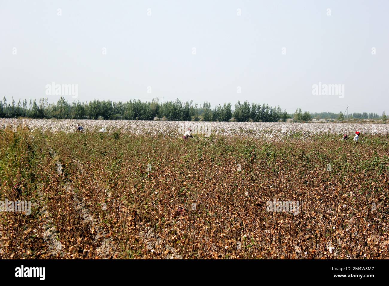 Cotton field farm in Uzbekistan Stock Photo - Alamy
