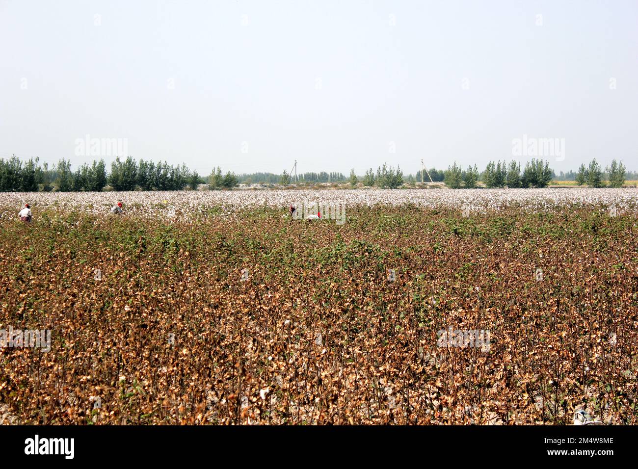 Cotton field farm in Uzbekistan Stock Photo - Alamy