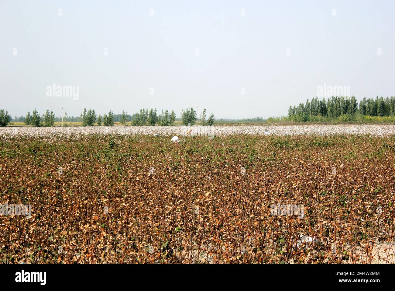 Cotton field farm in Uzbekistan Stock Photo - Alamy