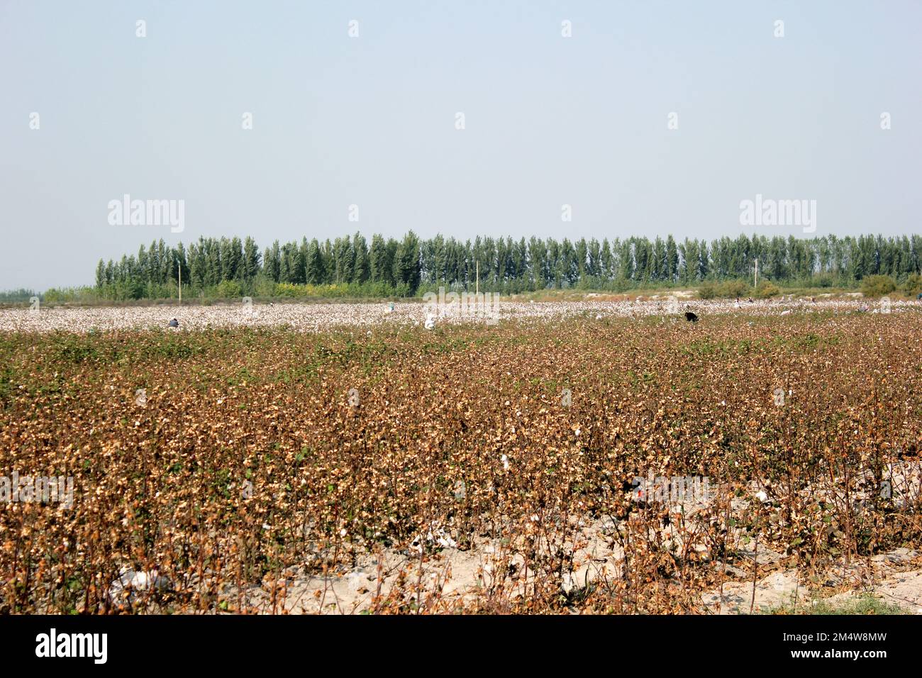 Cotton field farm in Uzbekistan Stock Photo - Alamy