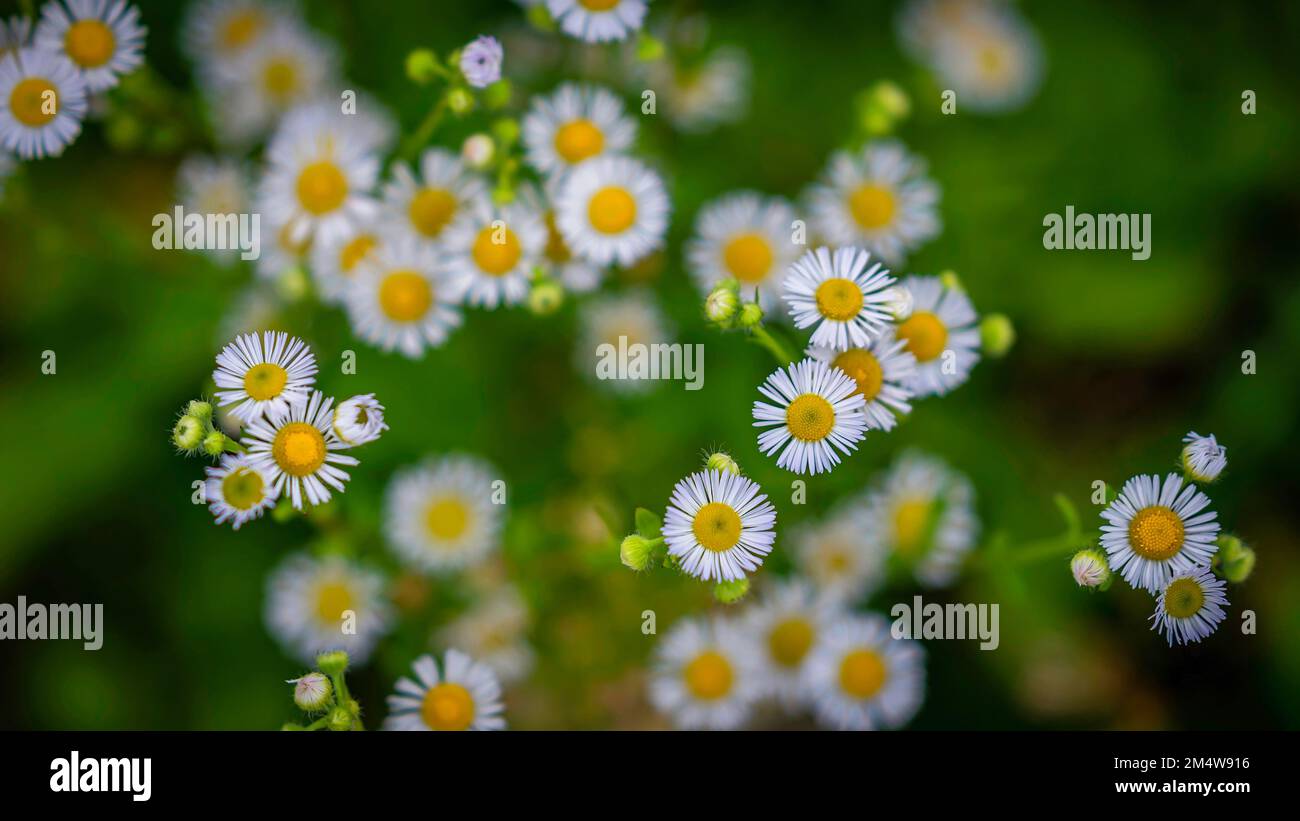 The wild daisies in the field Stock Photo - Alamy