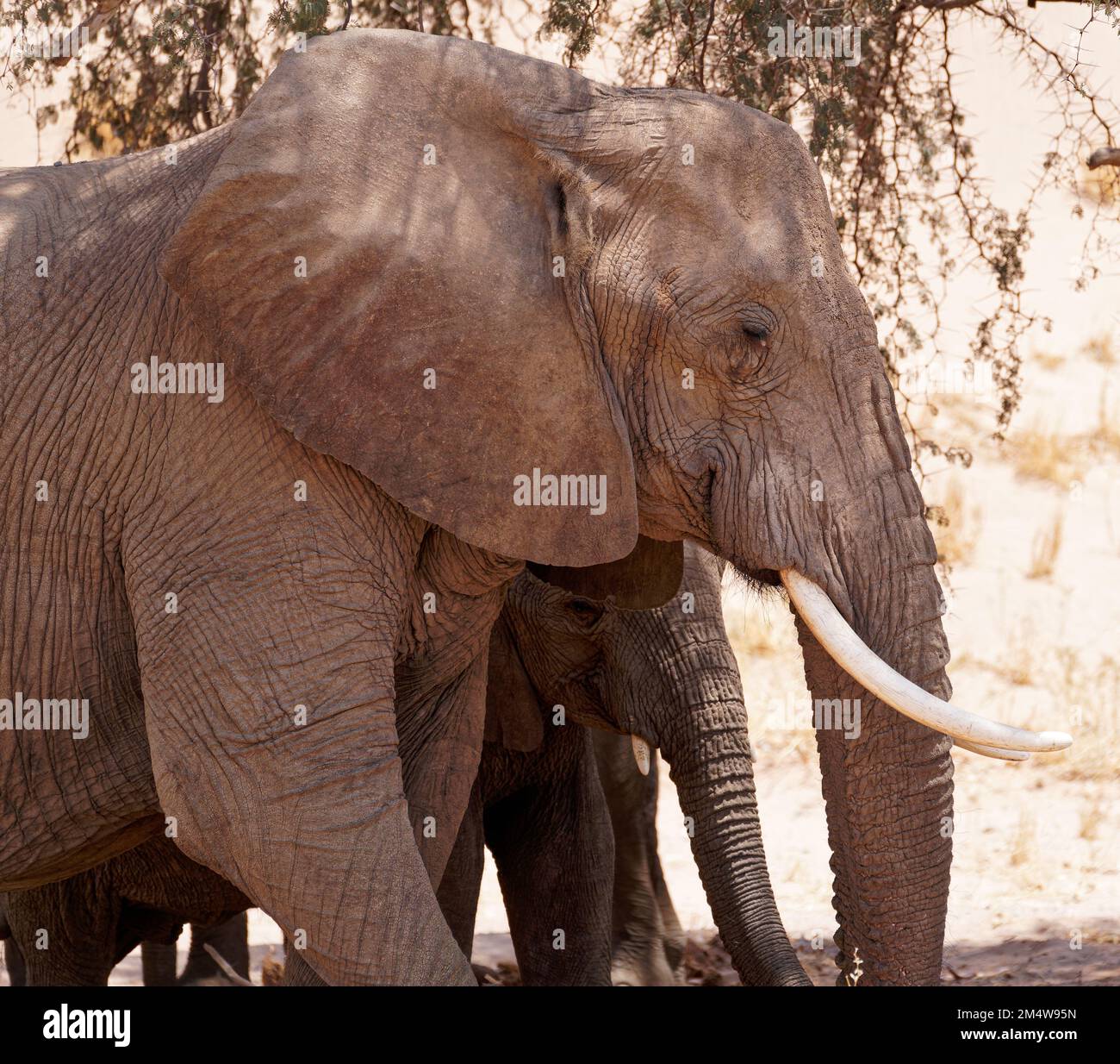 Desert Elephants near Twyfelfontein, Namibia Stock Photo - Alamy