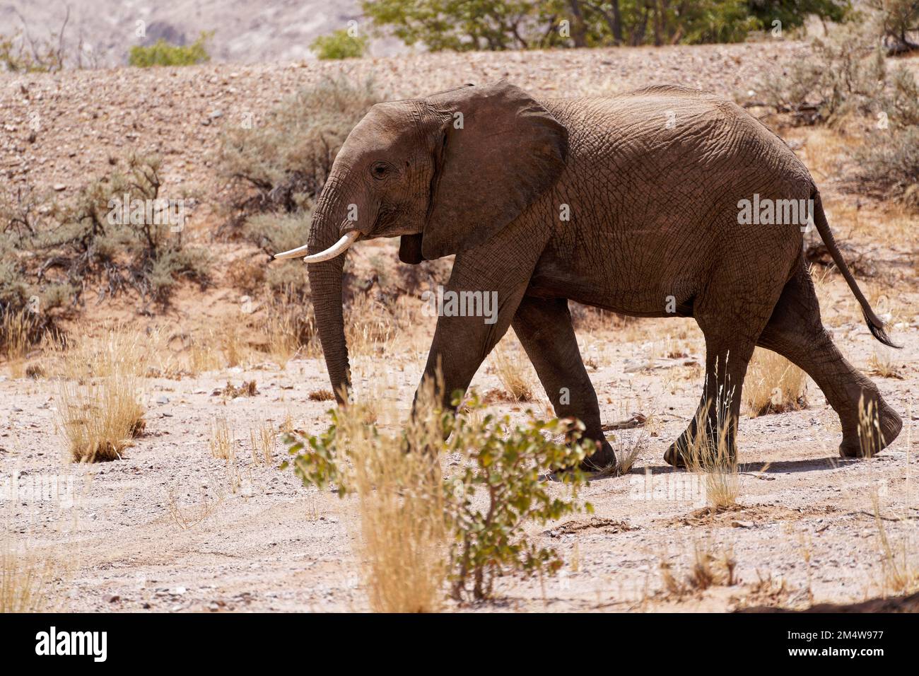 Desert Elephants near Twyfelfontein, Namibia Stock Photo - Alamy