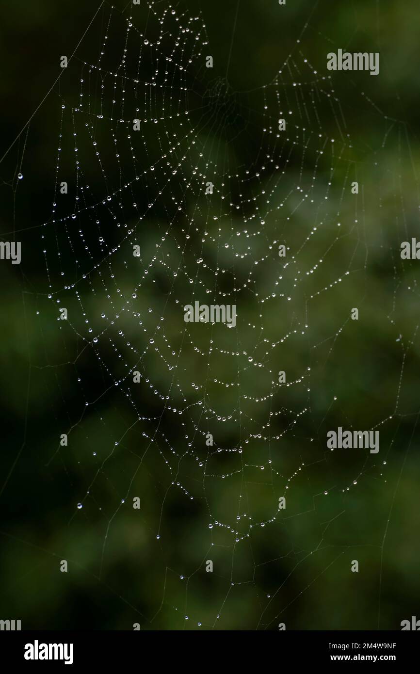 A large spider web wet with raindrops against a blurry green background ...