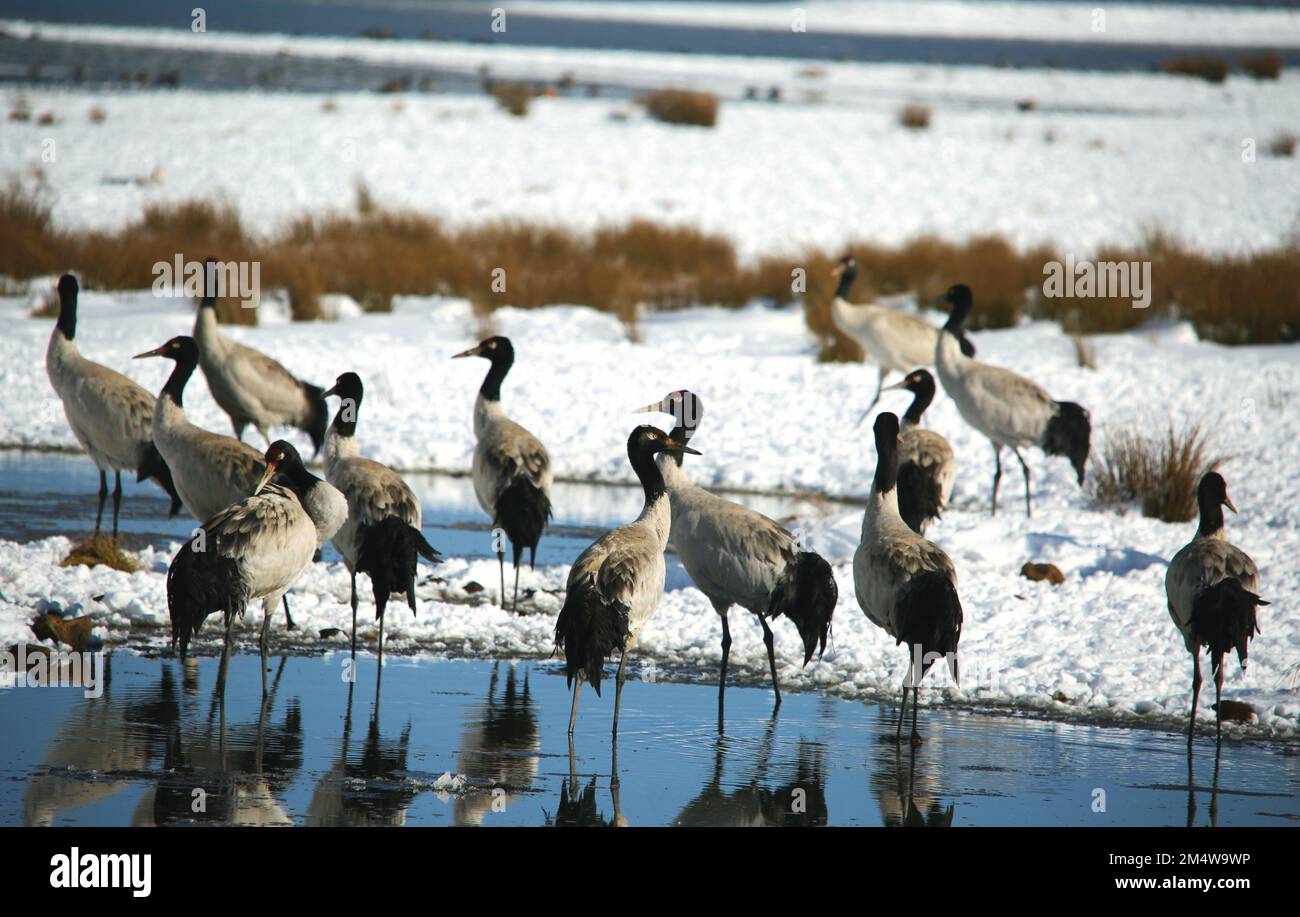 Zhaotong, China's Yunnan Province. 17th Dec, 2022. Black-necked cranes ...