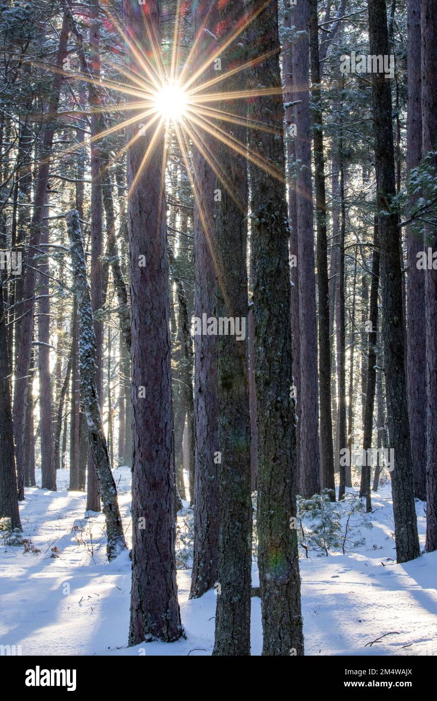 Sunstar peeks through a pine forest in a serene wilderness scene. Sun ...