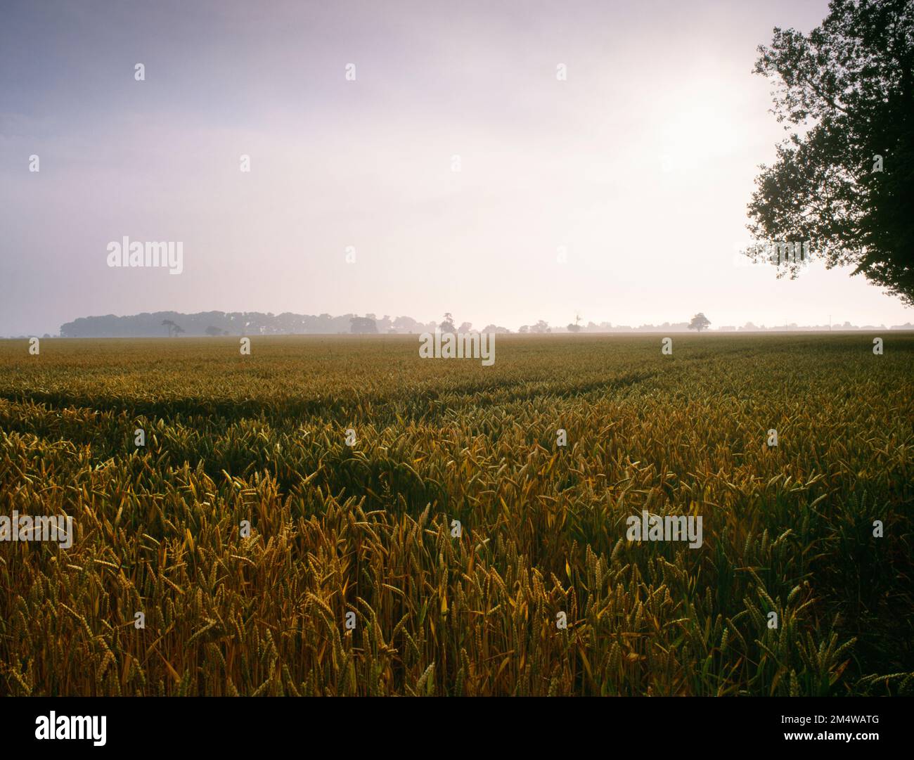 View NE over the excavated site of Hayling Island Romano-Celtic temple ...
