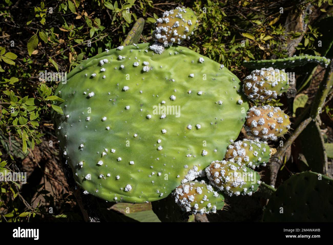 Cochineal covered hi-res stock photography and images - Alamy