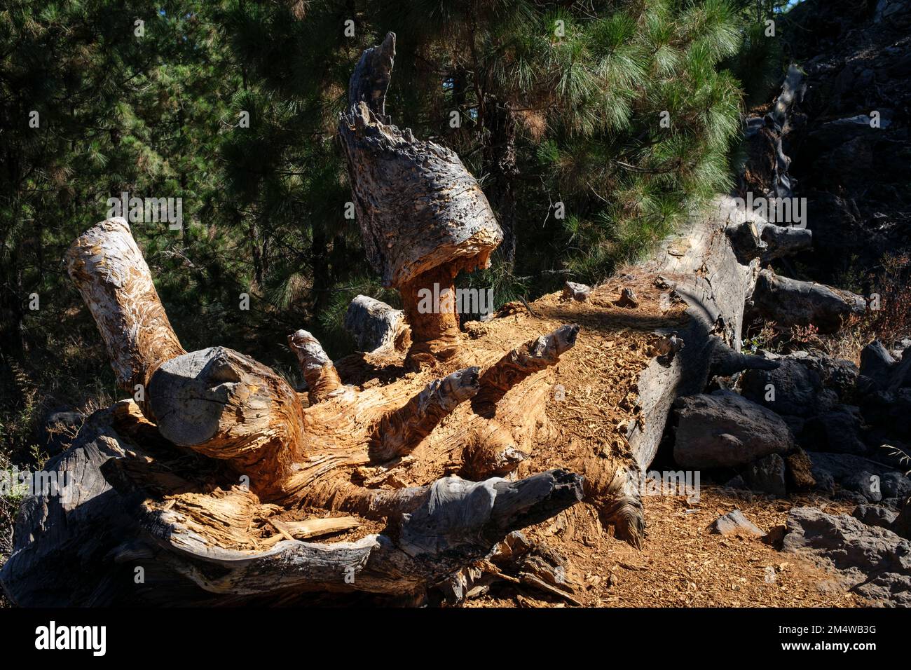 Rotting tree trunk of a Pinus canariensis, Canarian pine trees in the ...