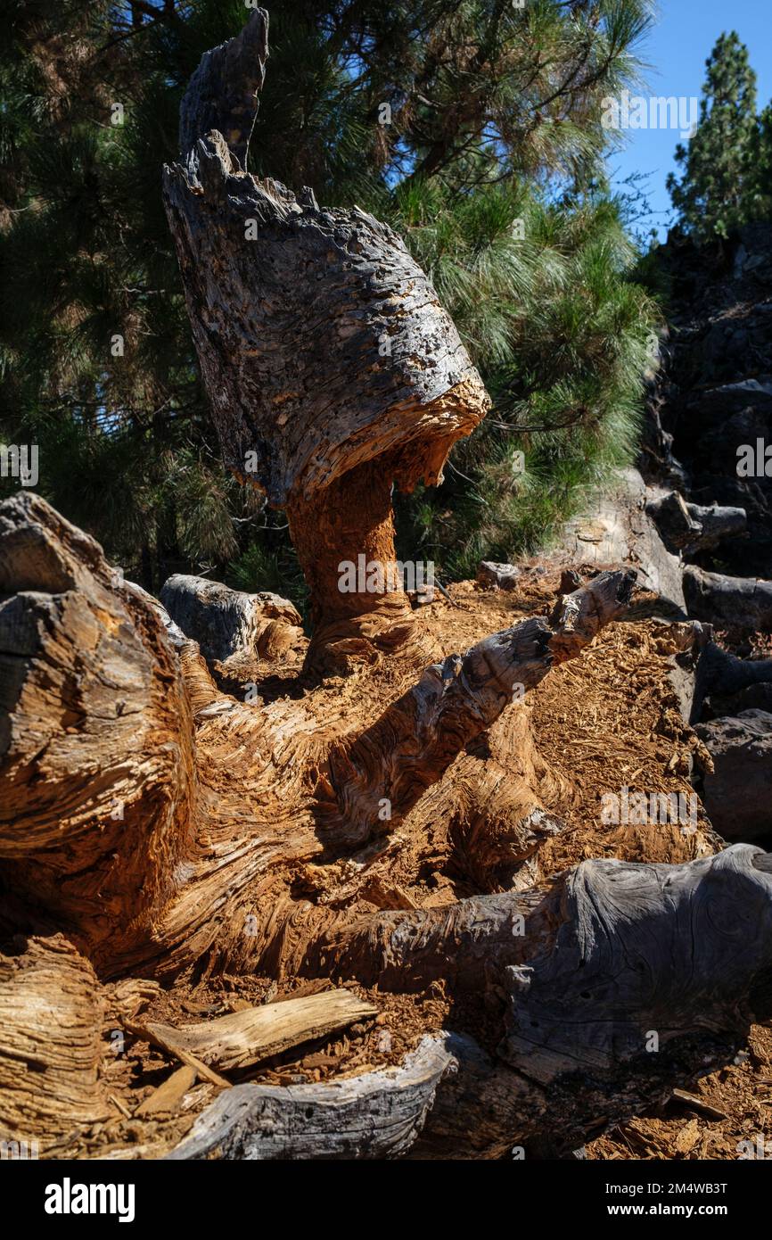 Rotting tree trunk of a Pinus canariensis, Canarian pine trees in the ...