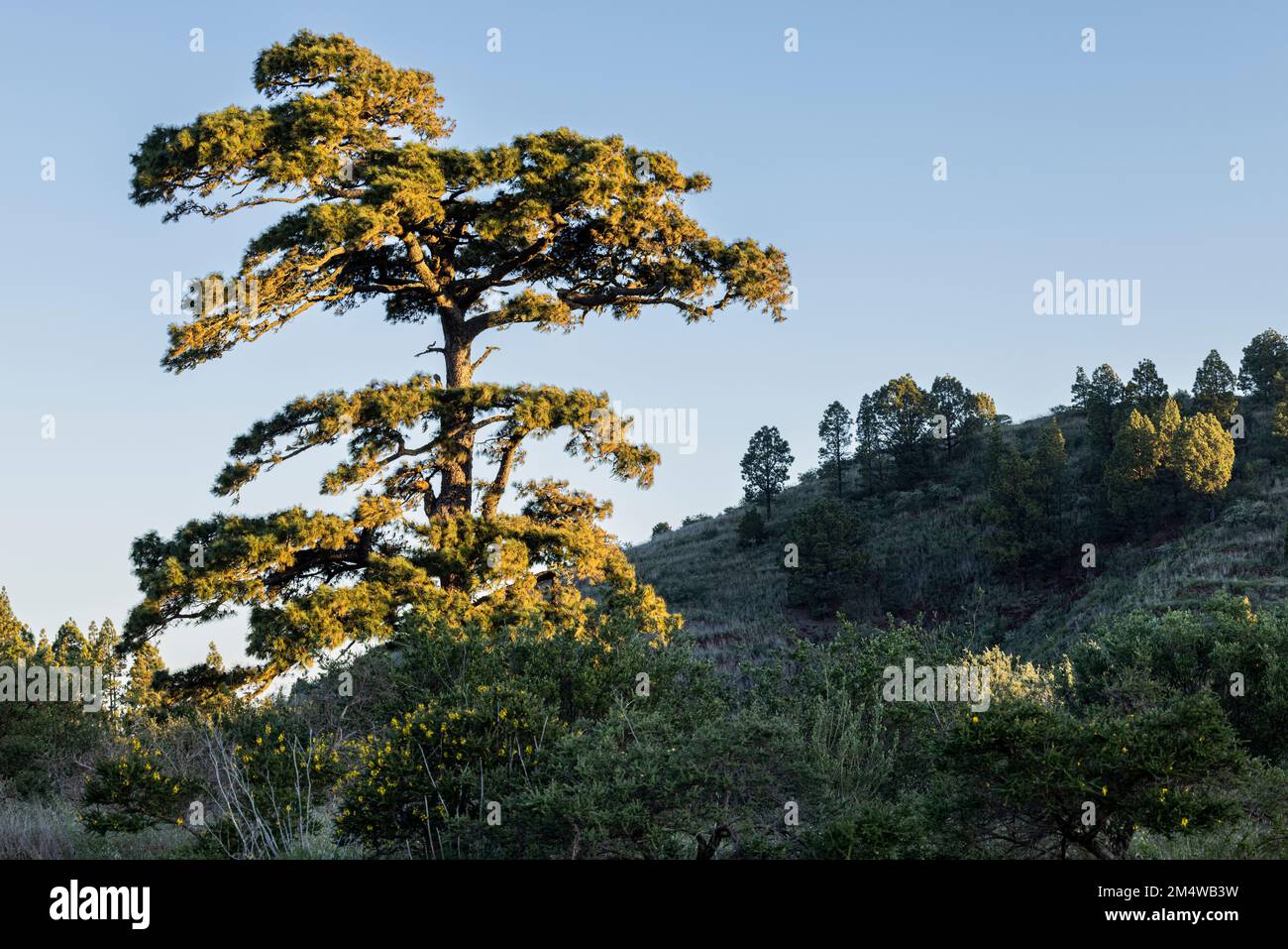 Ancient Canarian pine tree, Pinus canariensis, in Los Partidos, El ...