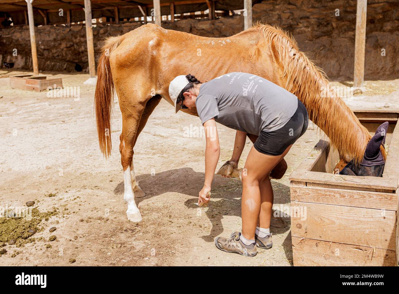 Volunteer worker caring for horses at the Tenerife horse rescue eco ...