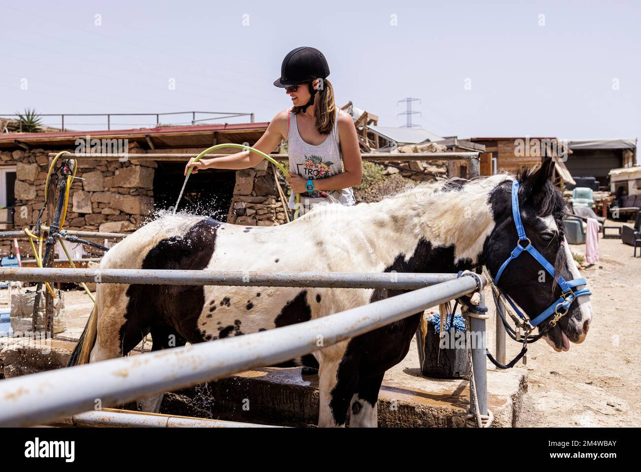 Volunteer worker caring for horses at the Tenerife horse rescue eco ...
