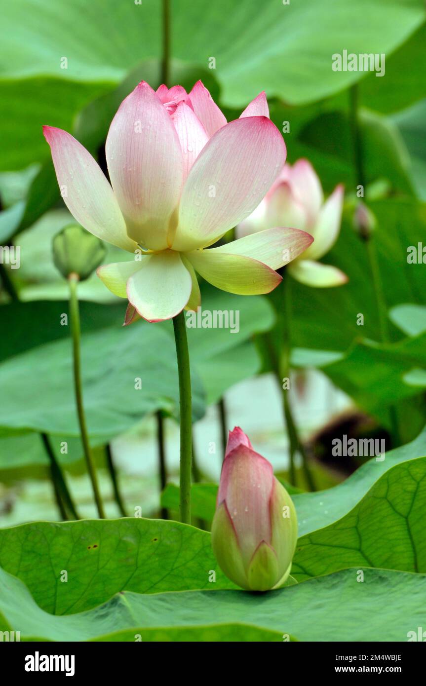 Blossoming lotus flower Stock Photo - Alamy
