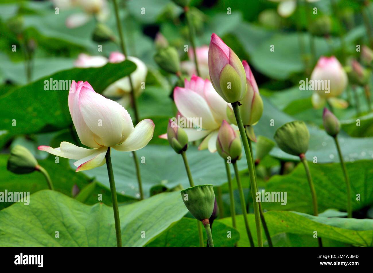Blossoming lotus flower Stock Photo - Alamy