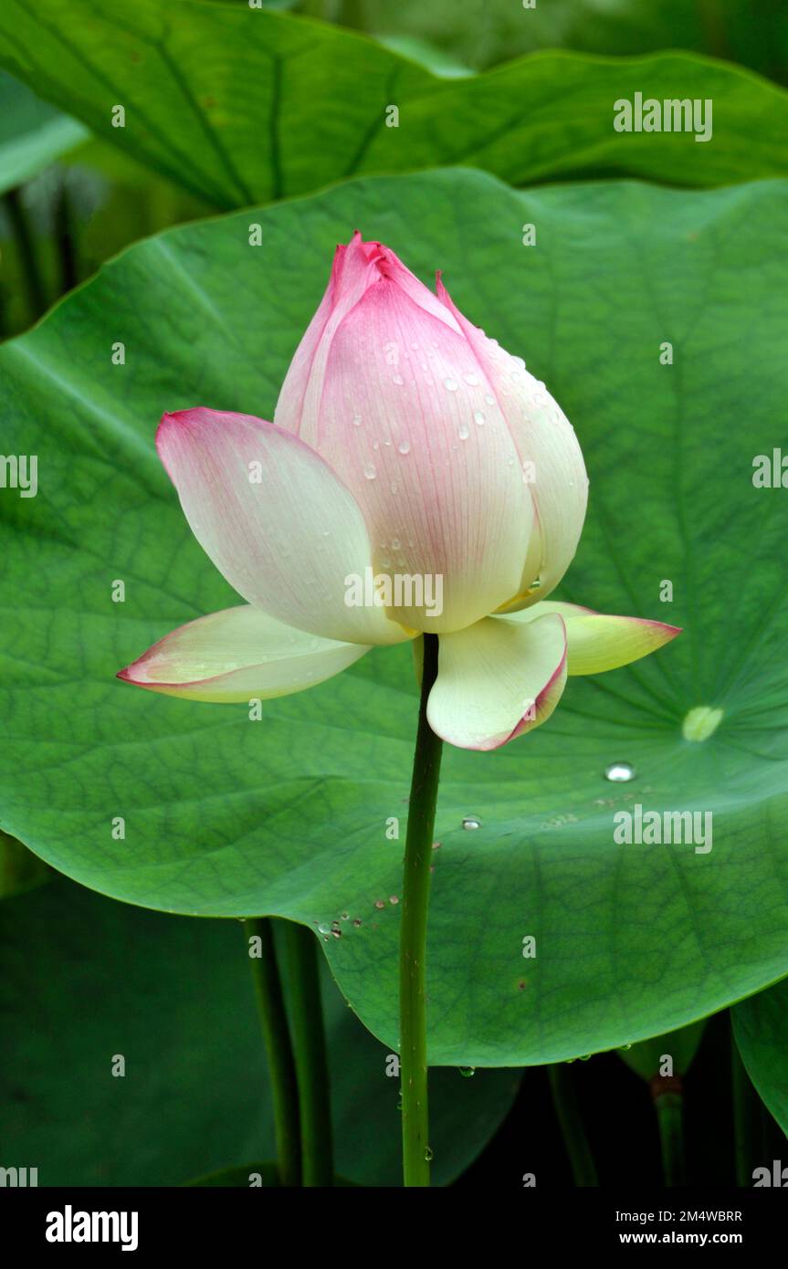 Blossoming lotus flower Stock Photo - Alamy
