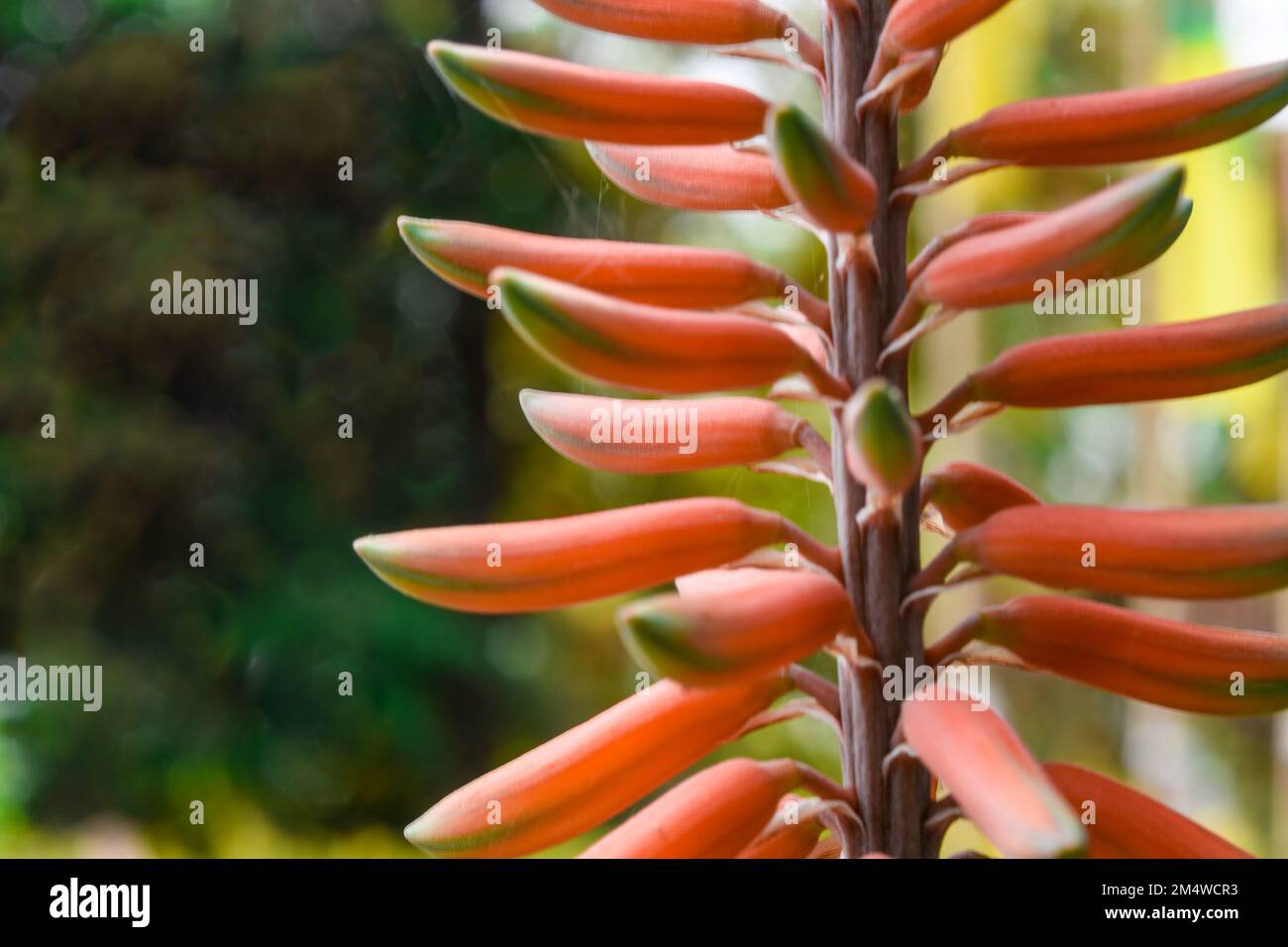 Australian Asphodelaceae; cluster of orange aloe vera flowers blooming Stock Photo - Alamy