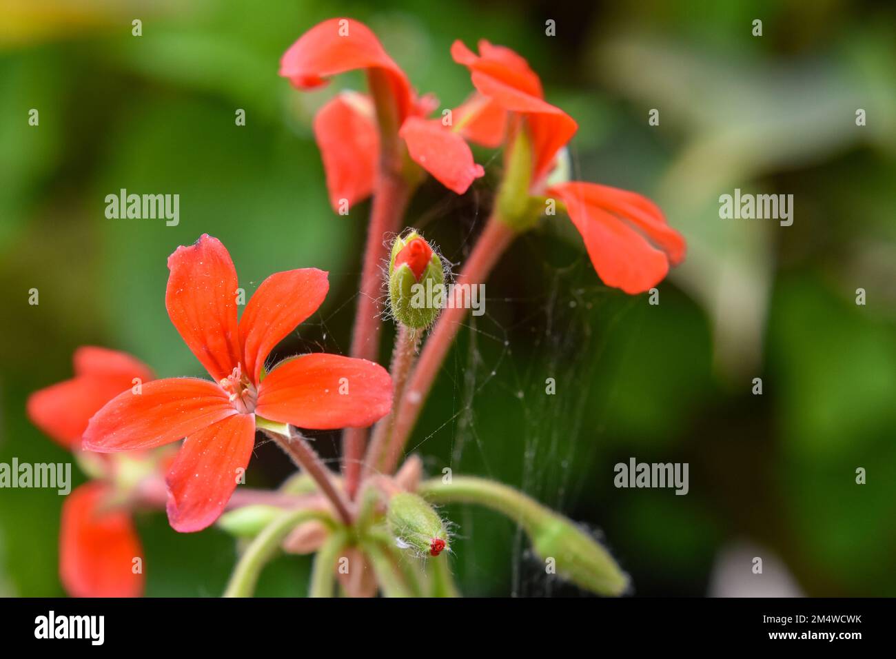 Red geranium pelargonium blossoms beautiful hi-res stock photography ...