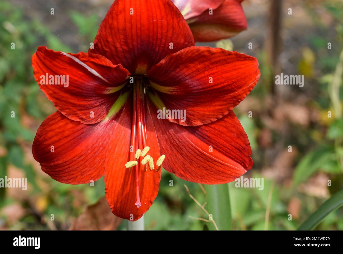 Amaryllis Hippeastrum is one of the most beautiful looking of all the ...