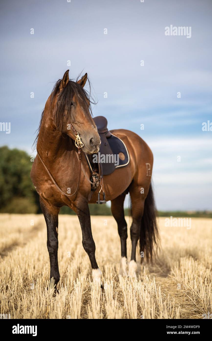A Spanish horse stallion with bridle and saddle on brown grass field ...