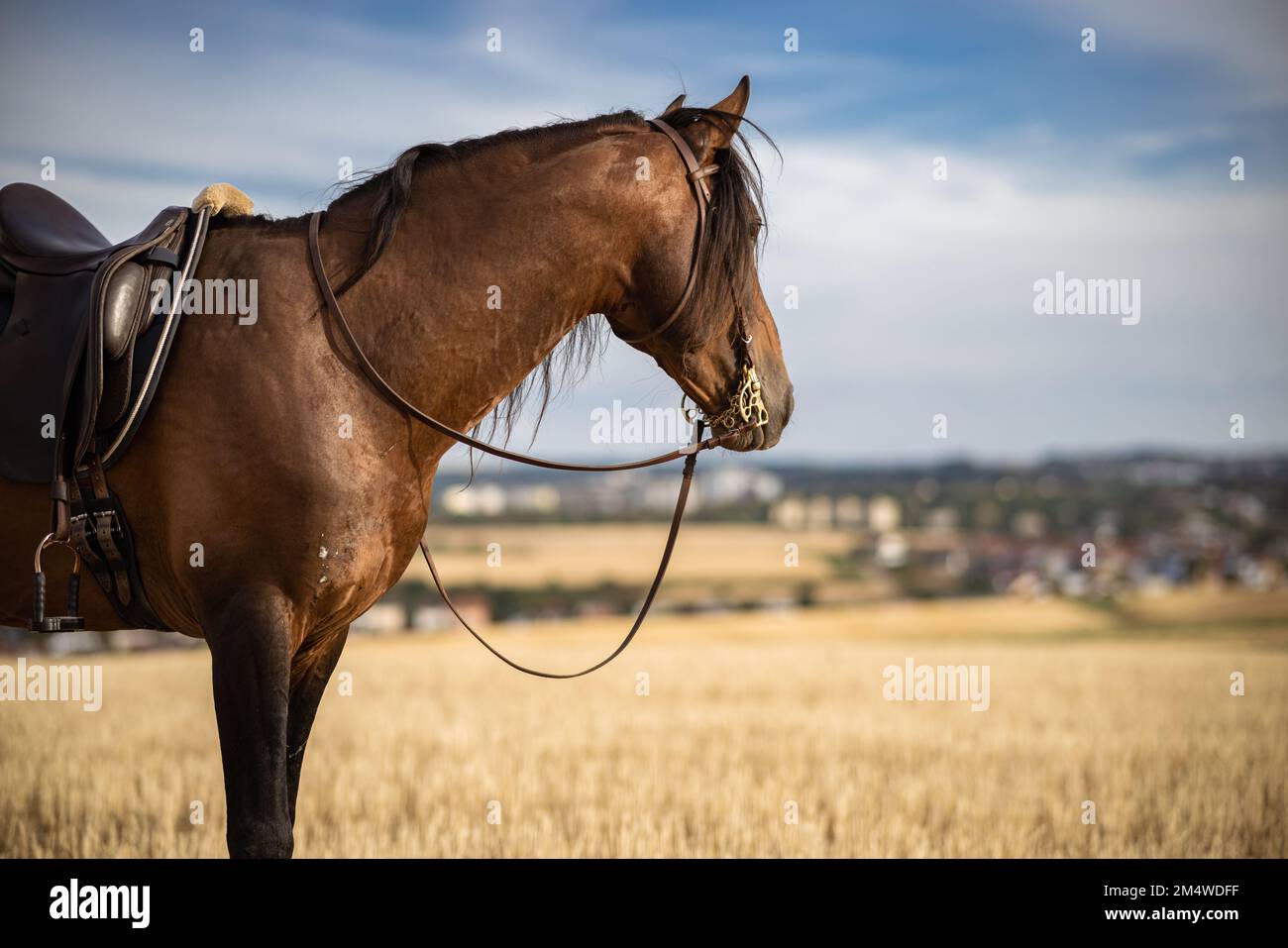 A Spanish horse stallion with bridle and saddle on brown grass field ...