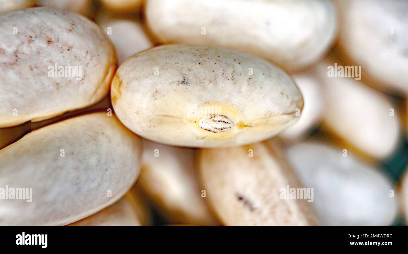 Dried white beans for stew Stock Photo - Alamy
